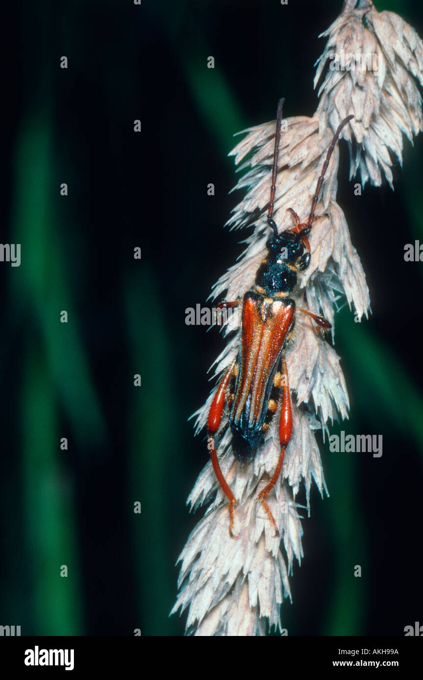 Cerambycidae hi-res stock photography and images - Alamy