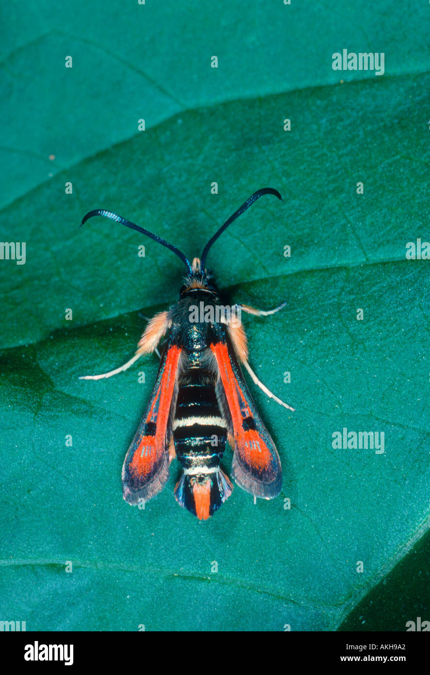 Fiery clearwing moth hi-res stock photography and images - Alamy