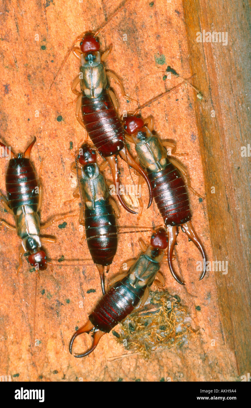 Earwigs group hi-res stock photography and images - Alamy