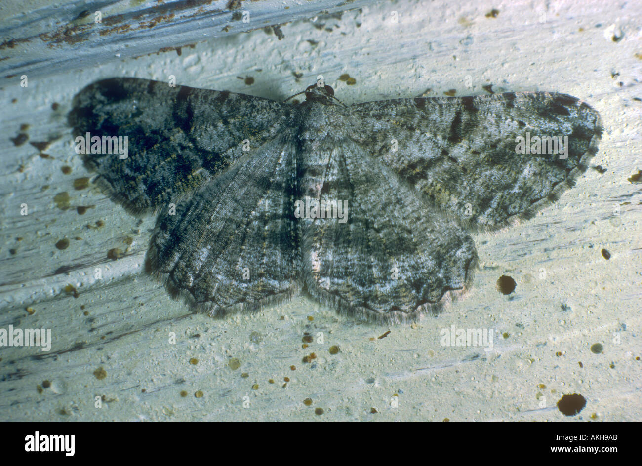 Geometridae hi-res stock photography and images - Alamy