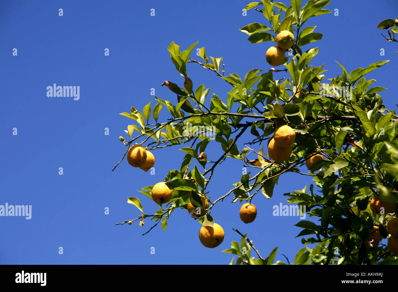 Lemon tree, San Sperate, Sardinia, Italy Stock Photo - Alamy