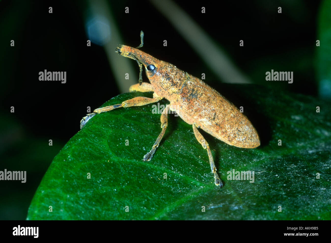 Bean weevil leaf hi-res stock photography and images - Alamy