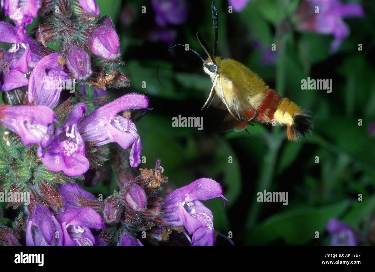 Long proboscis moths hi-res stock photography and images - Alamy