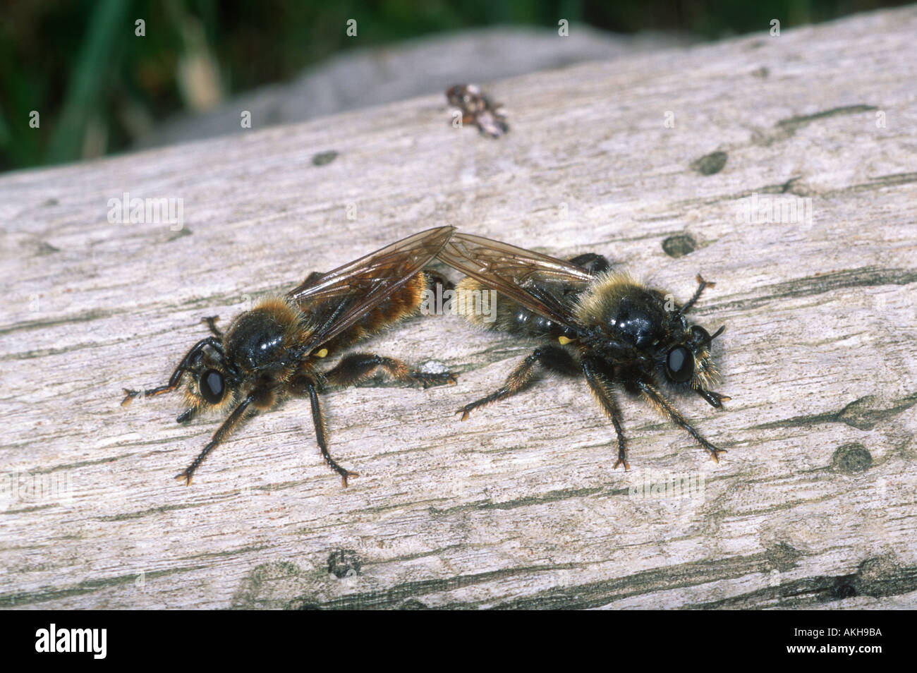 Invertebrate robber flies invertebrates animal hi-res stock photography ...