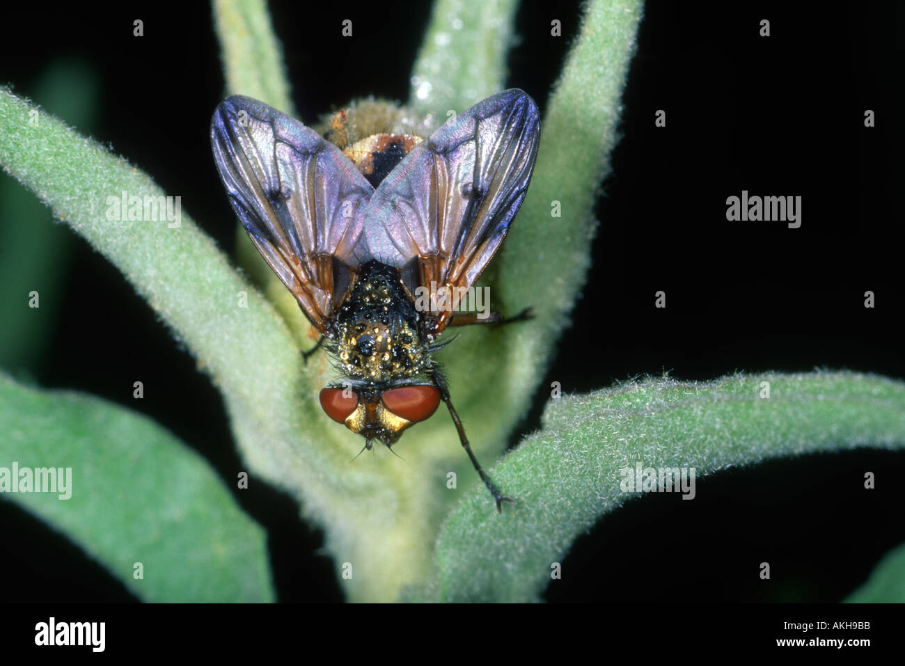 Tachinidae family hi-res stock photography and images - Alamy