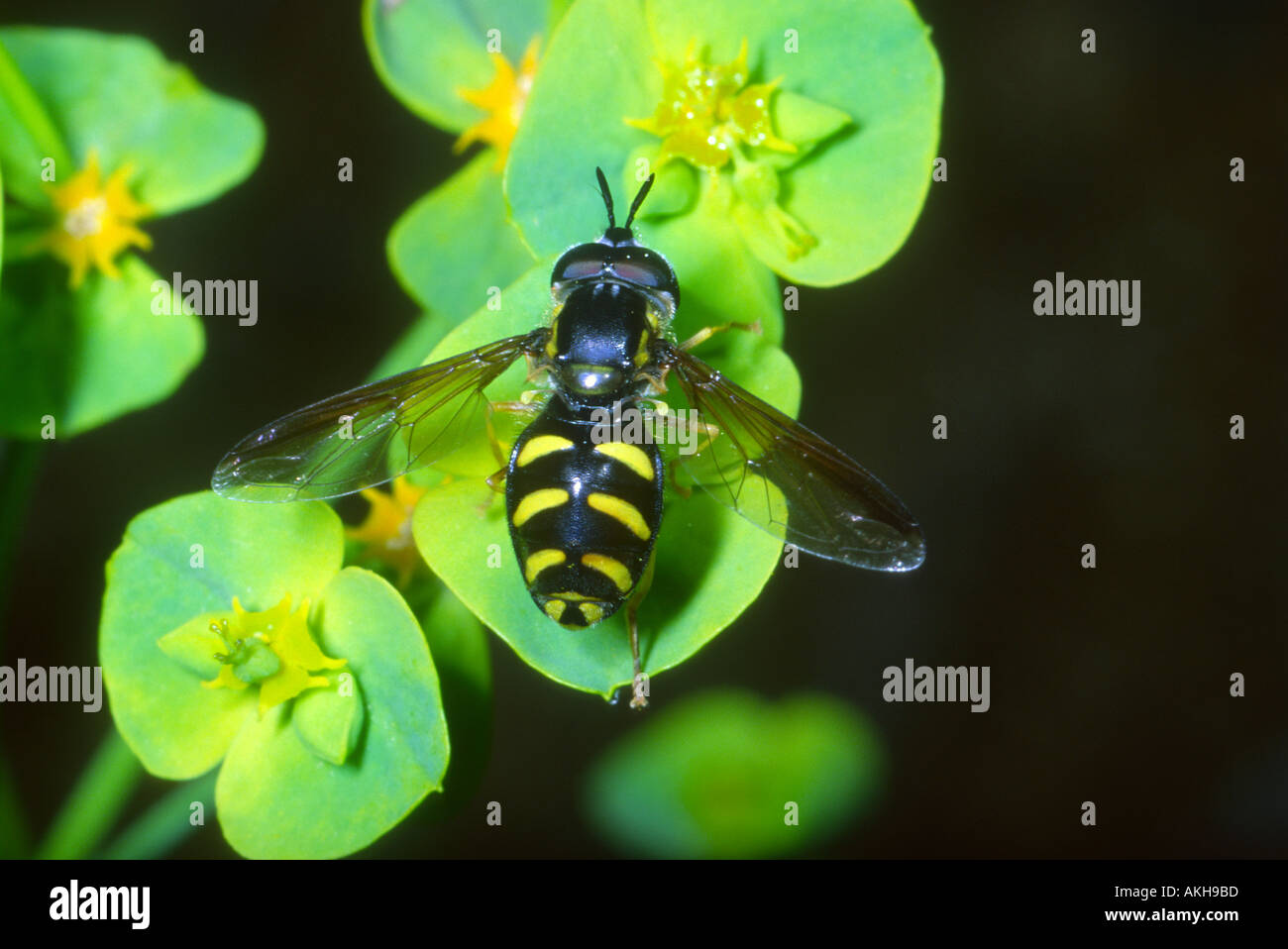 Hover fly syrphidae sp hi-res stock photography and images - Alamy
