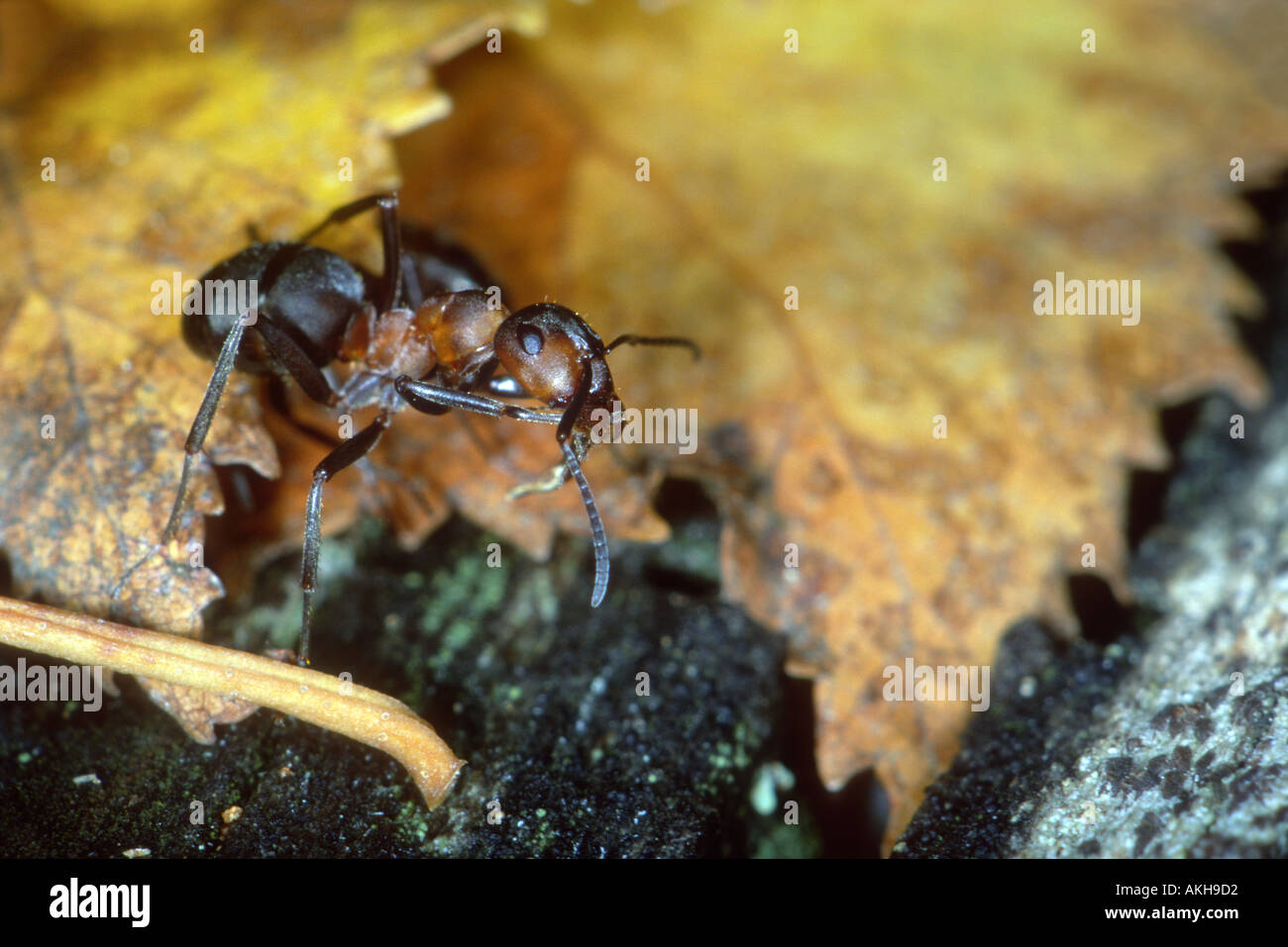 Workerarthropod hi-res stock photography and images - Alamy