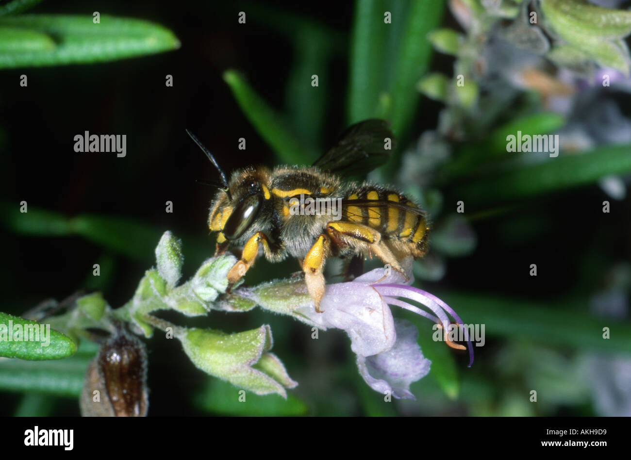 Anthidium sp hi-res stock photography and images - Alamy