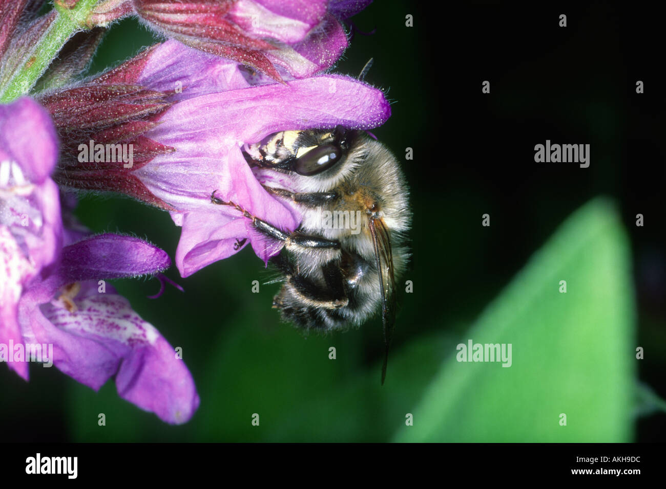 Bee, Family Anthophoridae. Collecting nectar on Salvia flower Stock ...