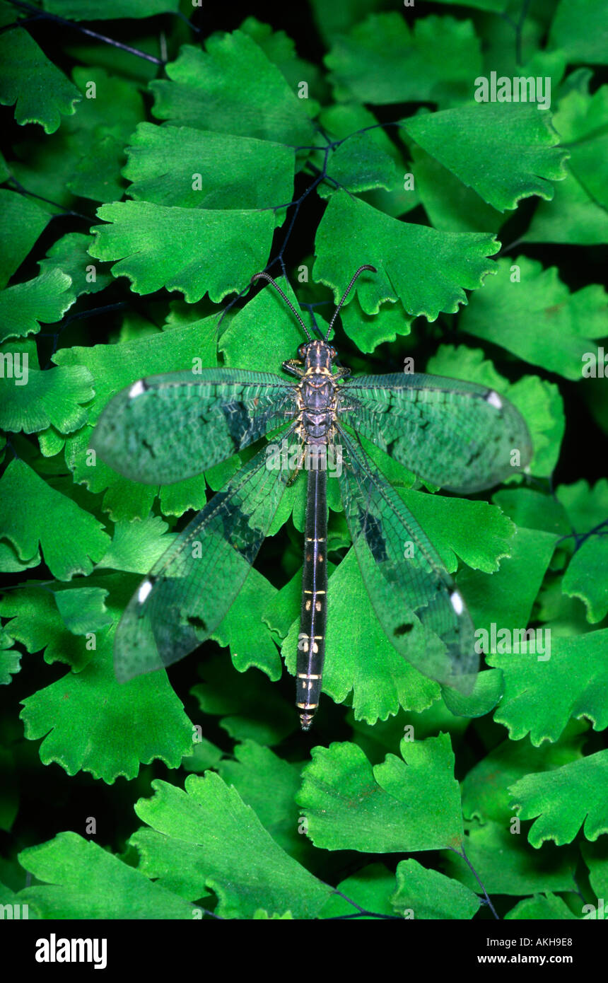 Ant-lion, Myrmeleon formicarius Stock Photo - Alamy