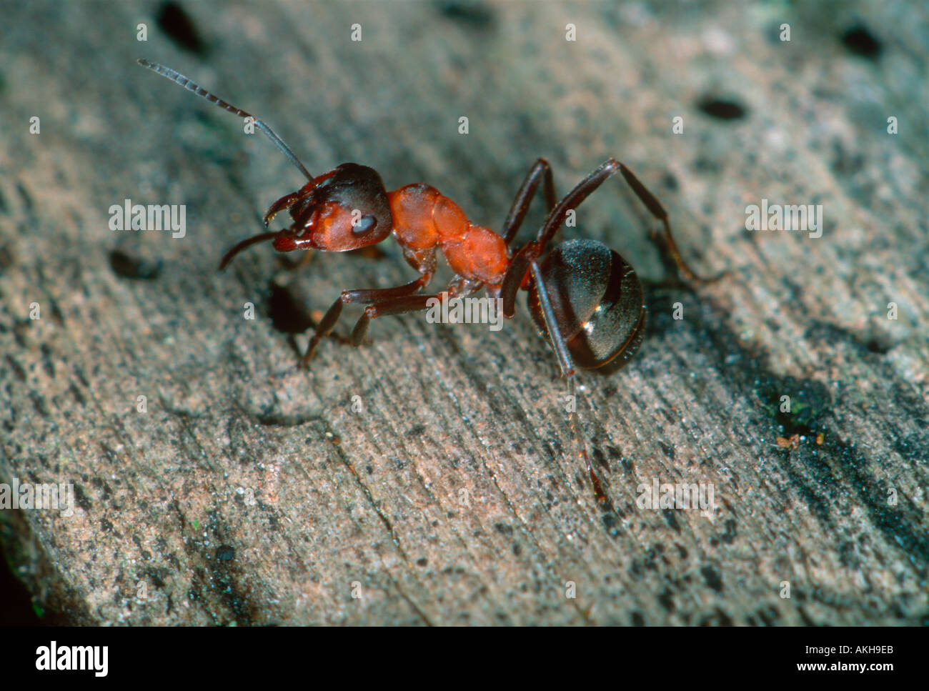 Wood Ant, Formica rufa. Worker on wood Stock Photo - Alamy
