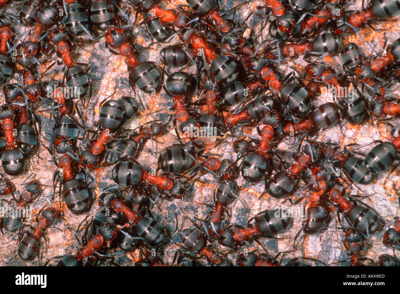 Colony workers hi-res stock photography and images - Alamy