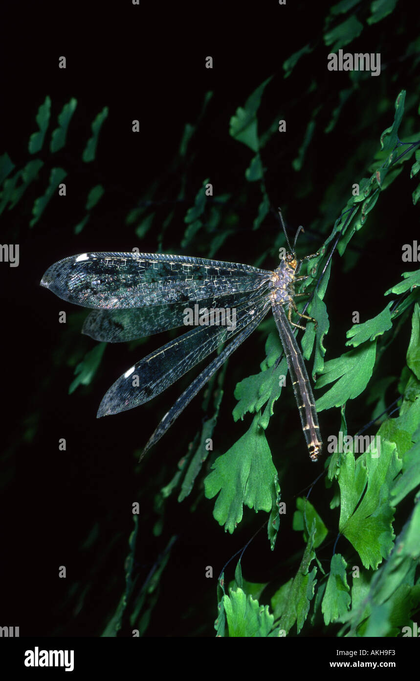 Ant-lion Myrmeleon formicarius. On plant. Wings open Stock Photo - Alamy