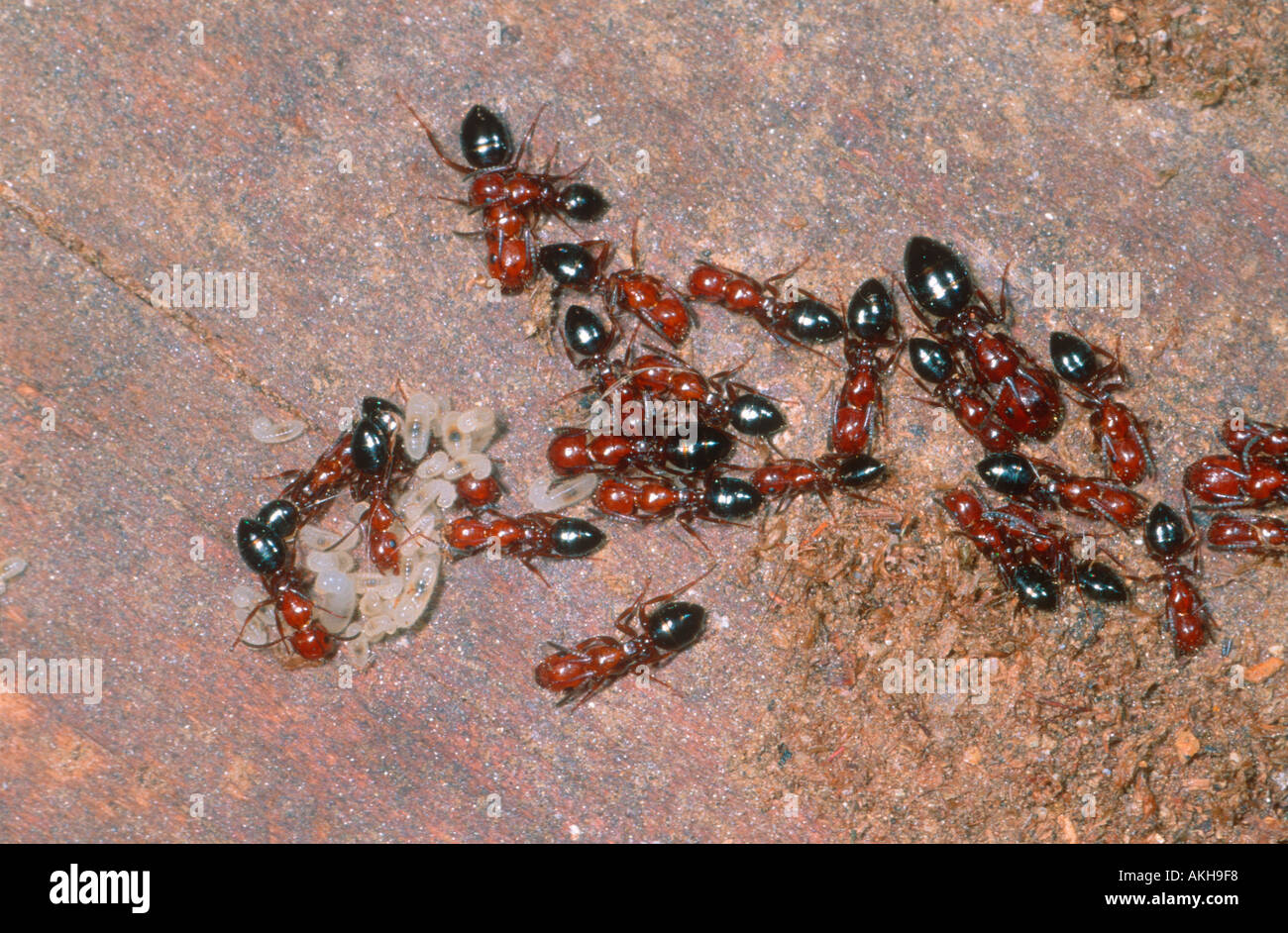 Cocktail Ants, Crematogaster scutellaris. Anthill. Carrying larvae and ...