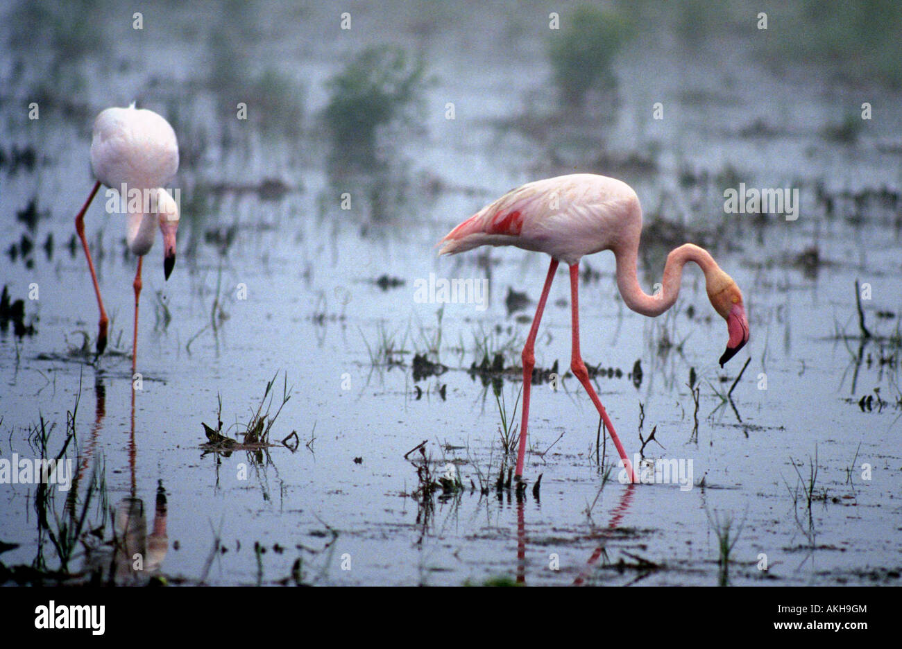 Flamingo, Camargue, France, Europe Stock Photo - Alamy