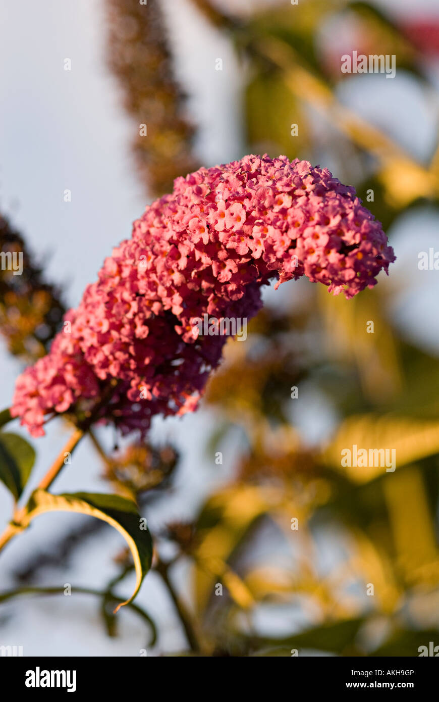 buddleia purple leaf on a large bush Stock Photo - Alamy