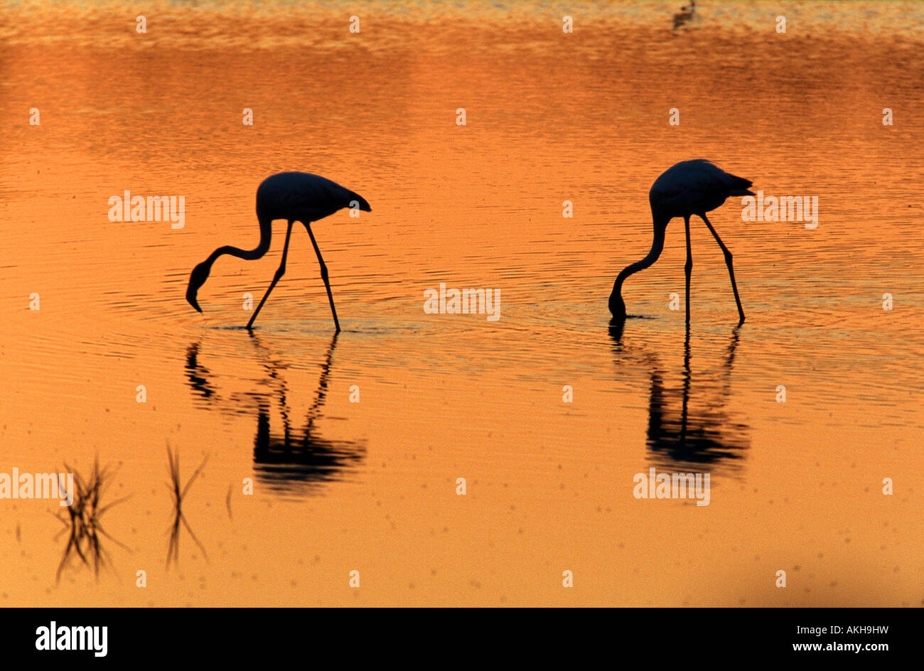 Flamingo, Camargue, France, Europe Stock Photo - Alamy