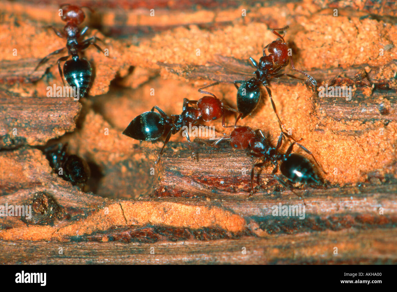 Ants crematogaster scutellaris hi-res stock photography and images - Alamy