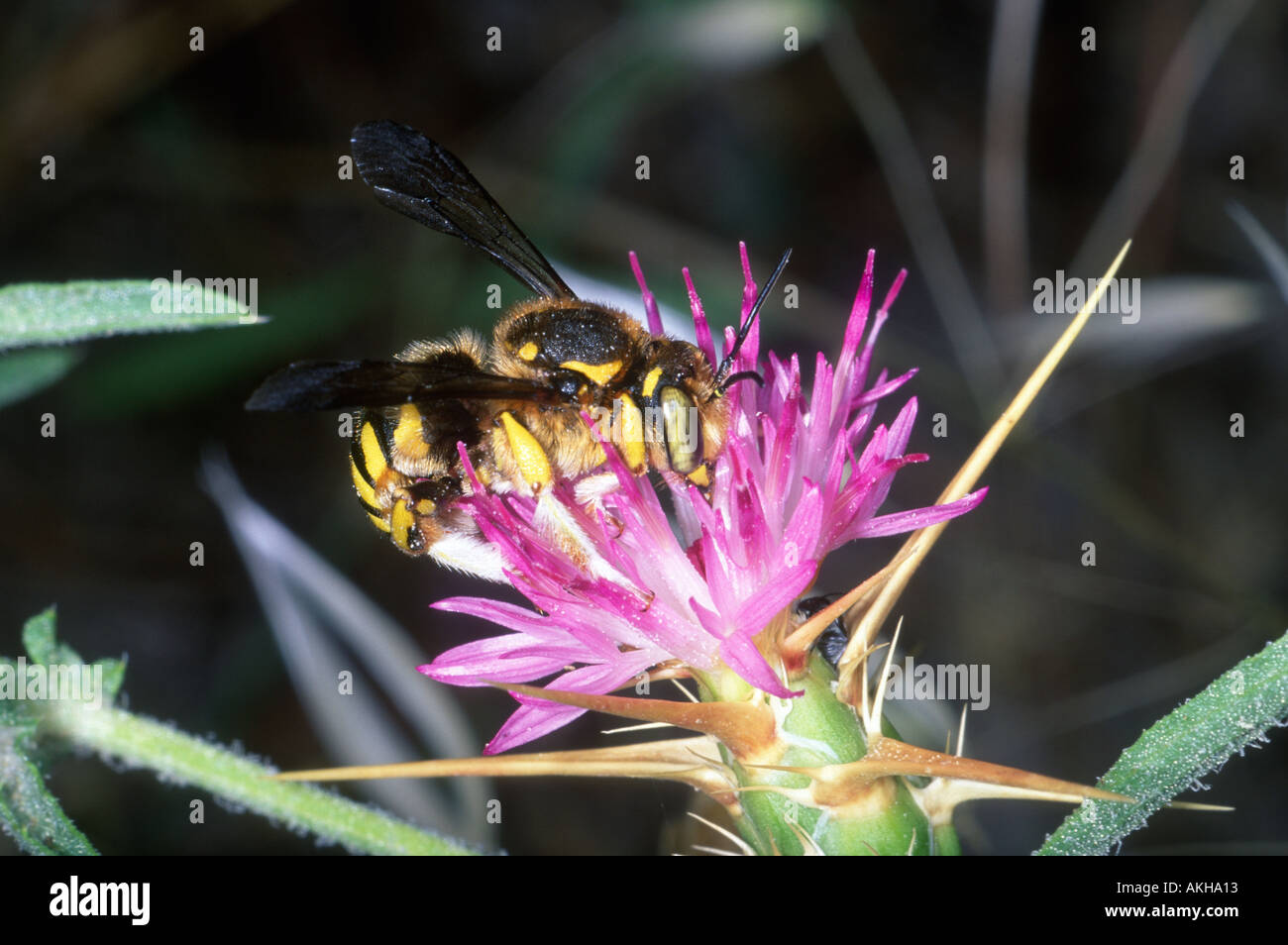 Anthidium sp hi-res stock photography and images - Alamy