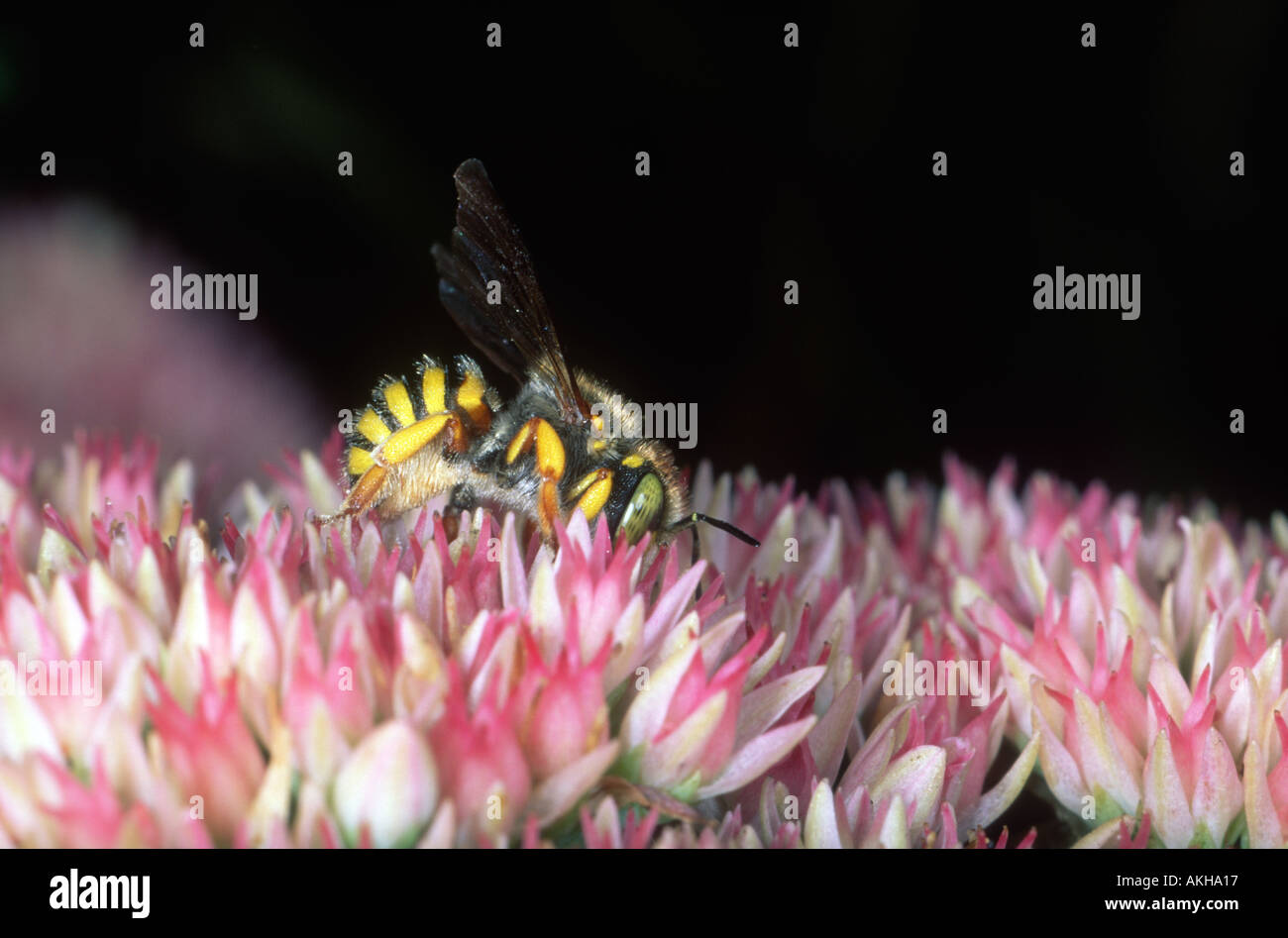 Anthidium sp hi-res stock photography and images - Alamy