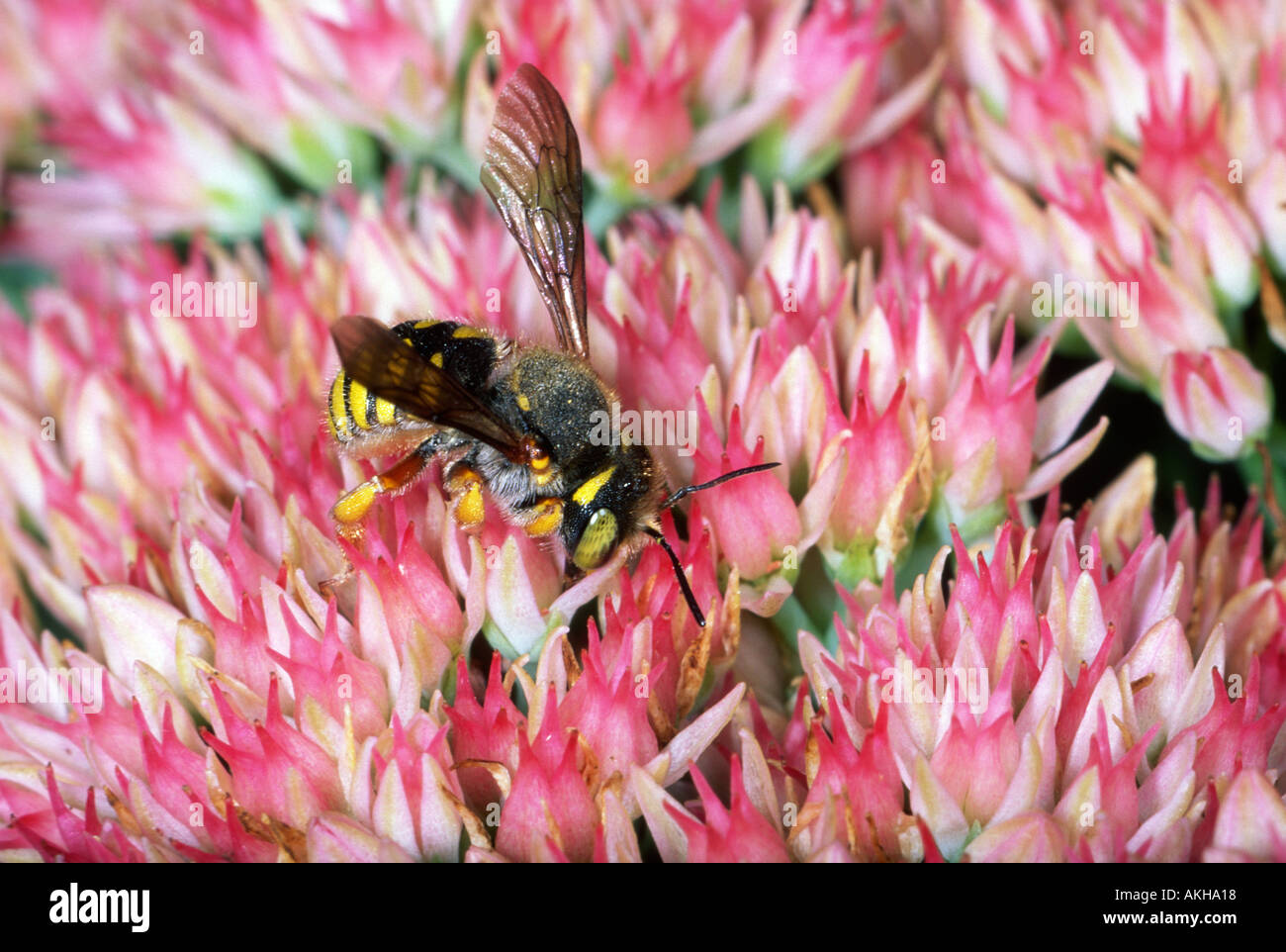 Anthidium Sp High Resolution Stock Photography and Images - Alamy