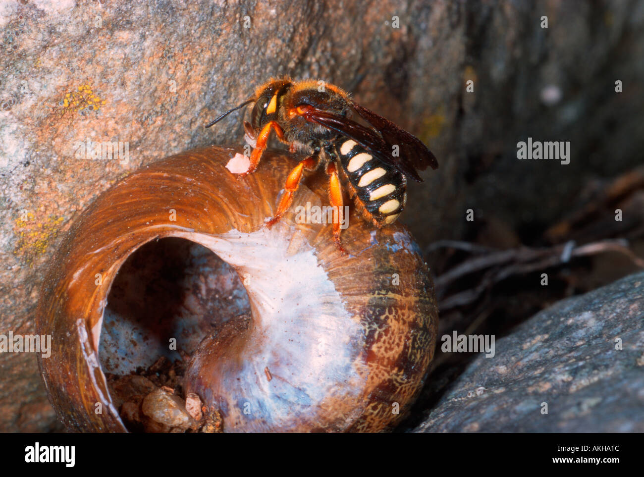 Resin bee hi-res stock photography and images - Alamy