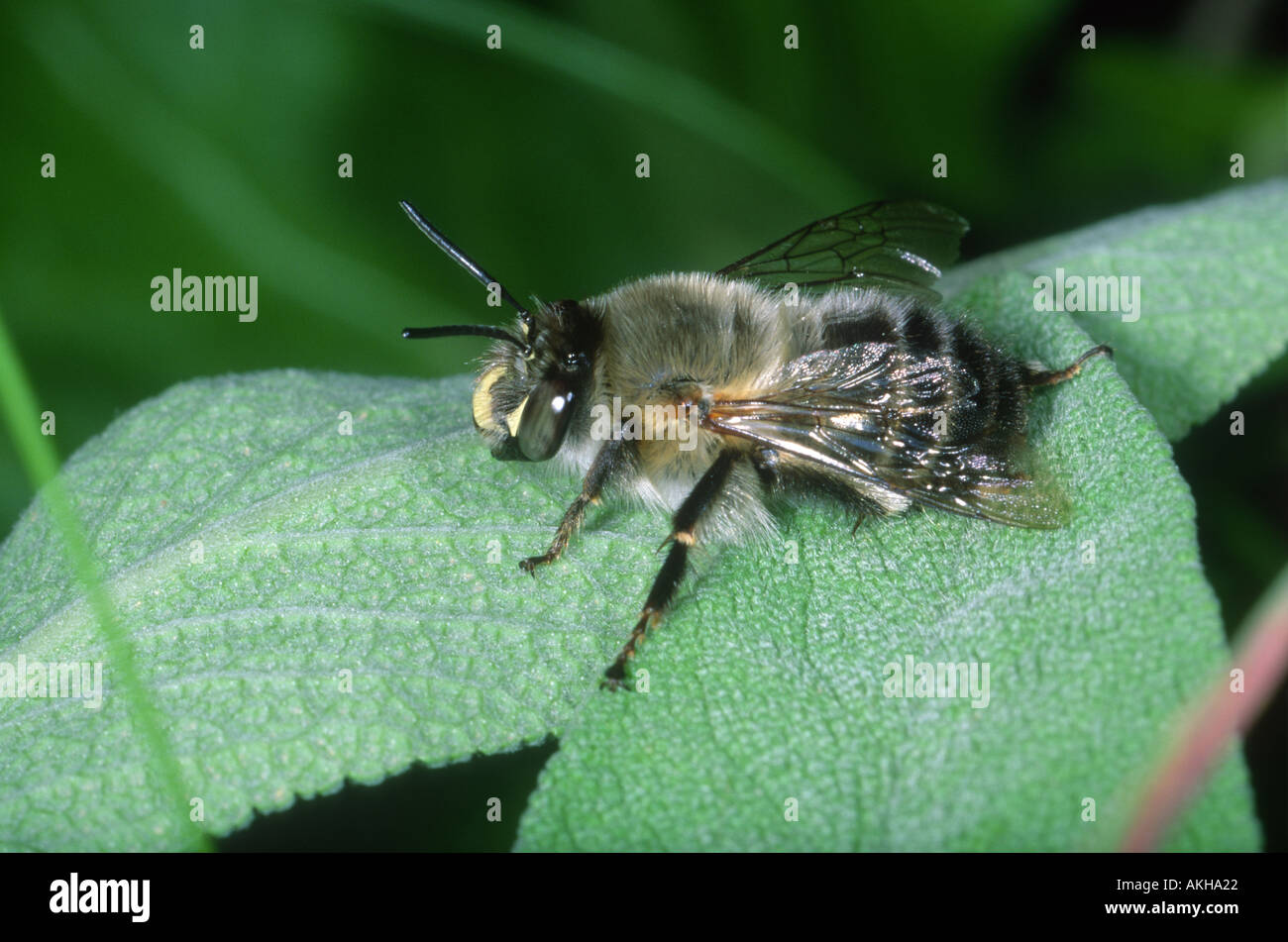 Eucera bees hi-res stock photography and images - Alamy