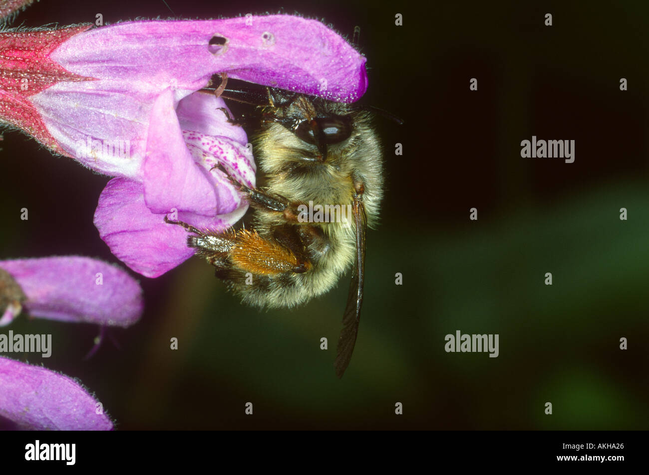 Bee, Family Anthophoridae. Collecting nectar on Salvia flower Stock ...