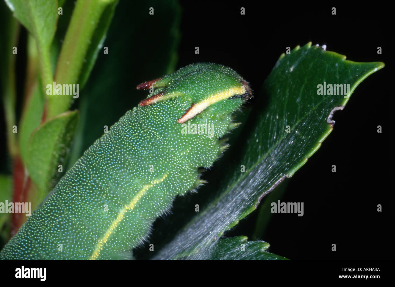 Caterpillar two tailed pasha butterfly hi-res stock photography and ...