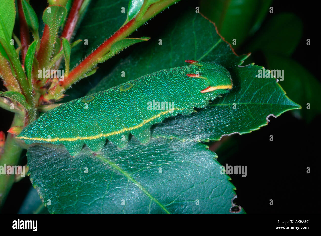 Caterpillar two tailed pasha butterfly hi-res stock photography and ...