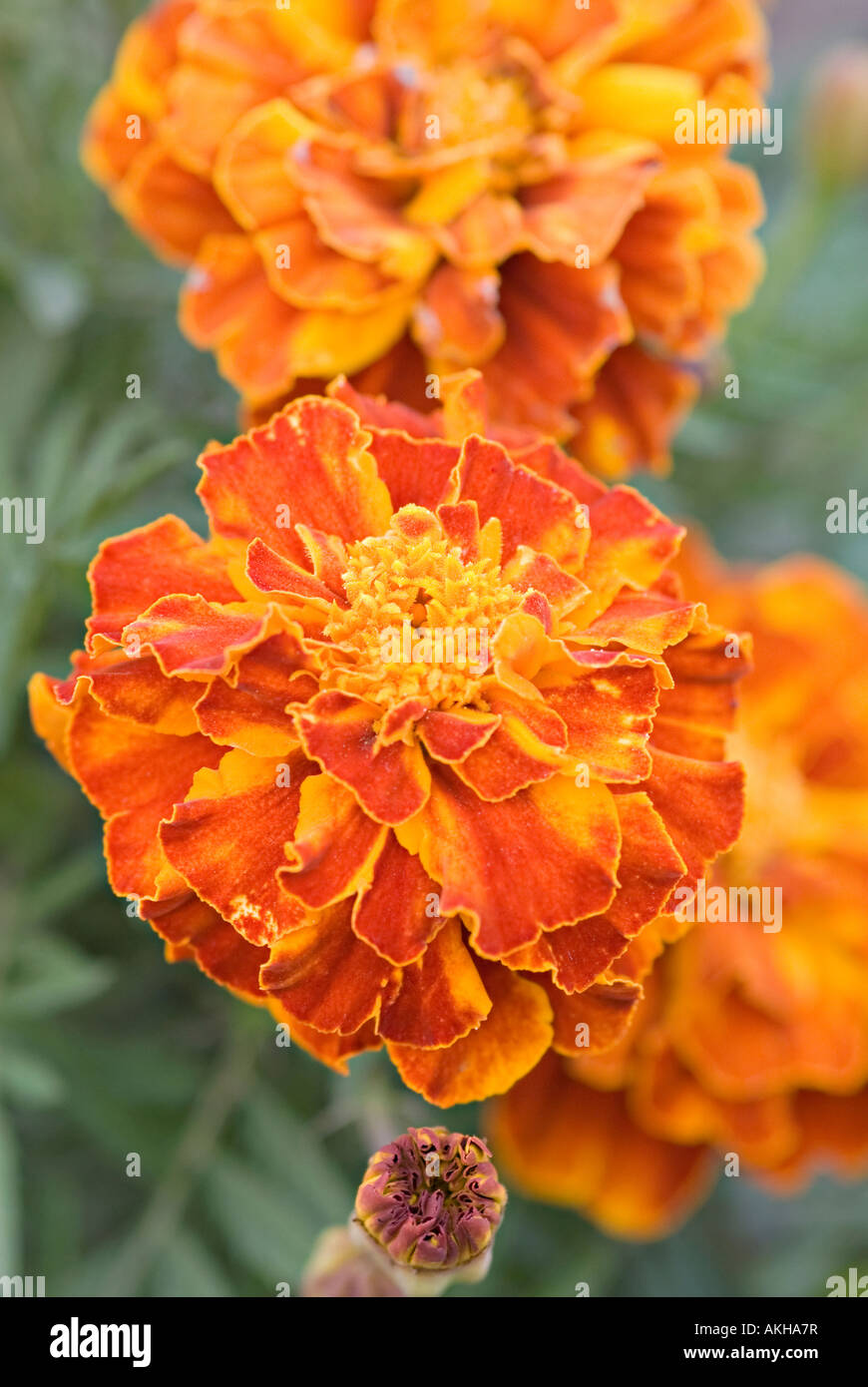 tagetes marigold flower Stock Photo - Alamy