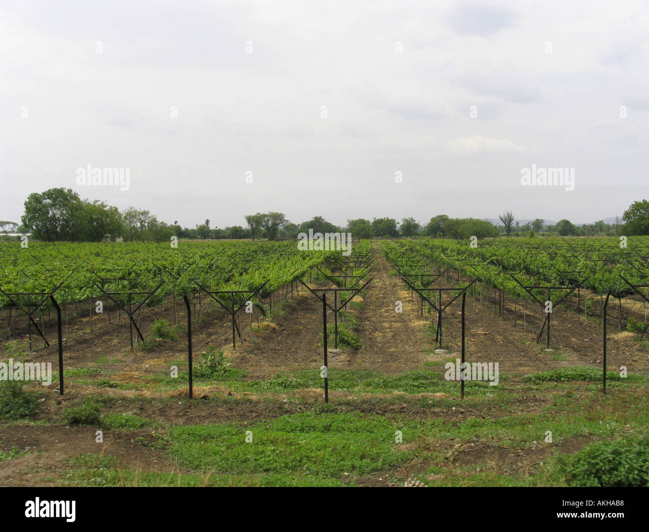 Grapes field, rows of vines in a vineyard Stock Photo - Alamy