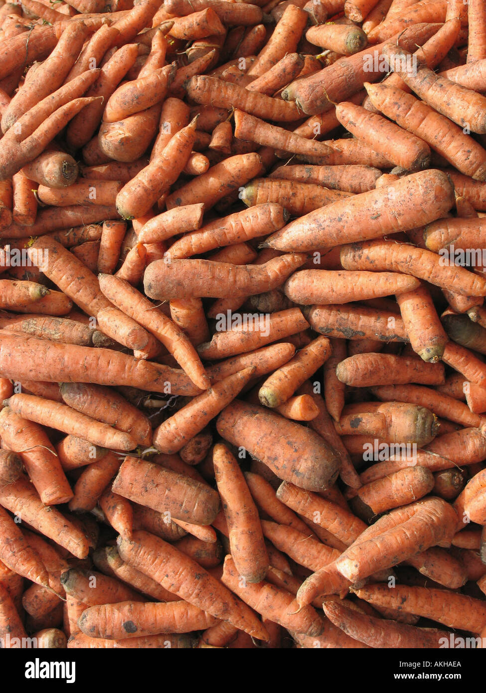 Carrot - Daucus carota var. mativue - Most common vegetable Stock Photo ...
