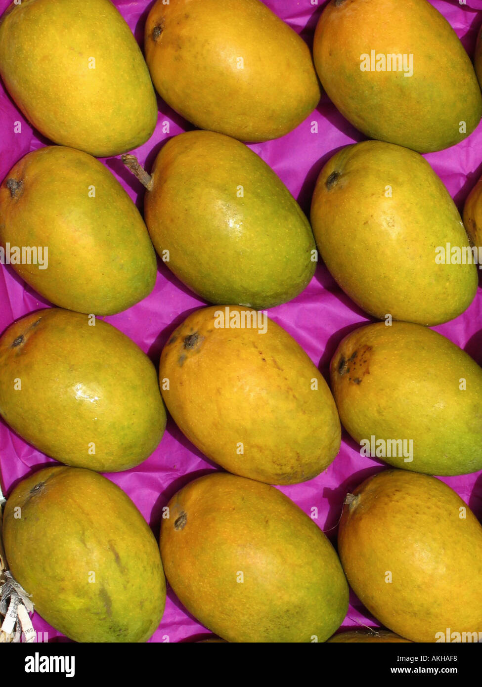 Mangoes - Mangifera indica L. - Anacardiaceae. The flesh of a mango is ...