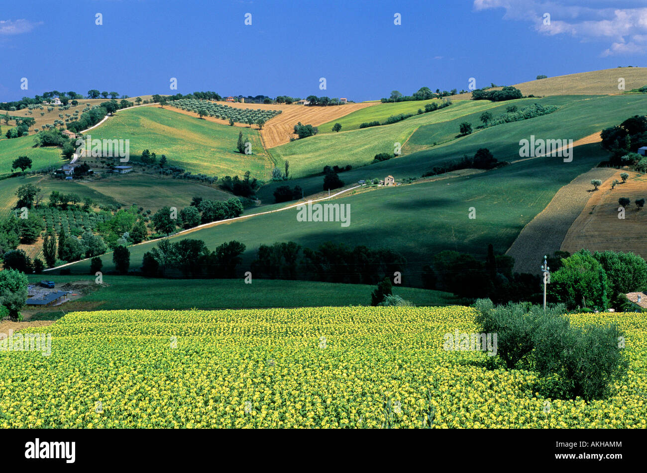Countryside, Monterado, Marche, Italy Stock Photo - Alamy