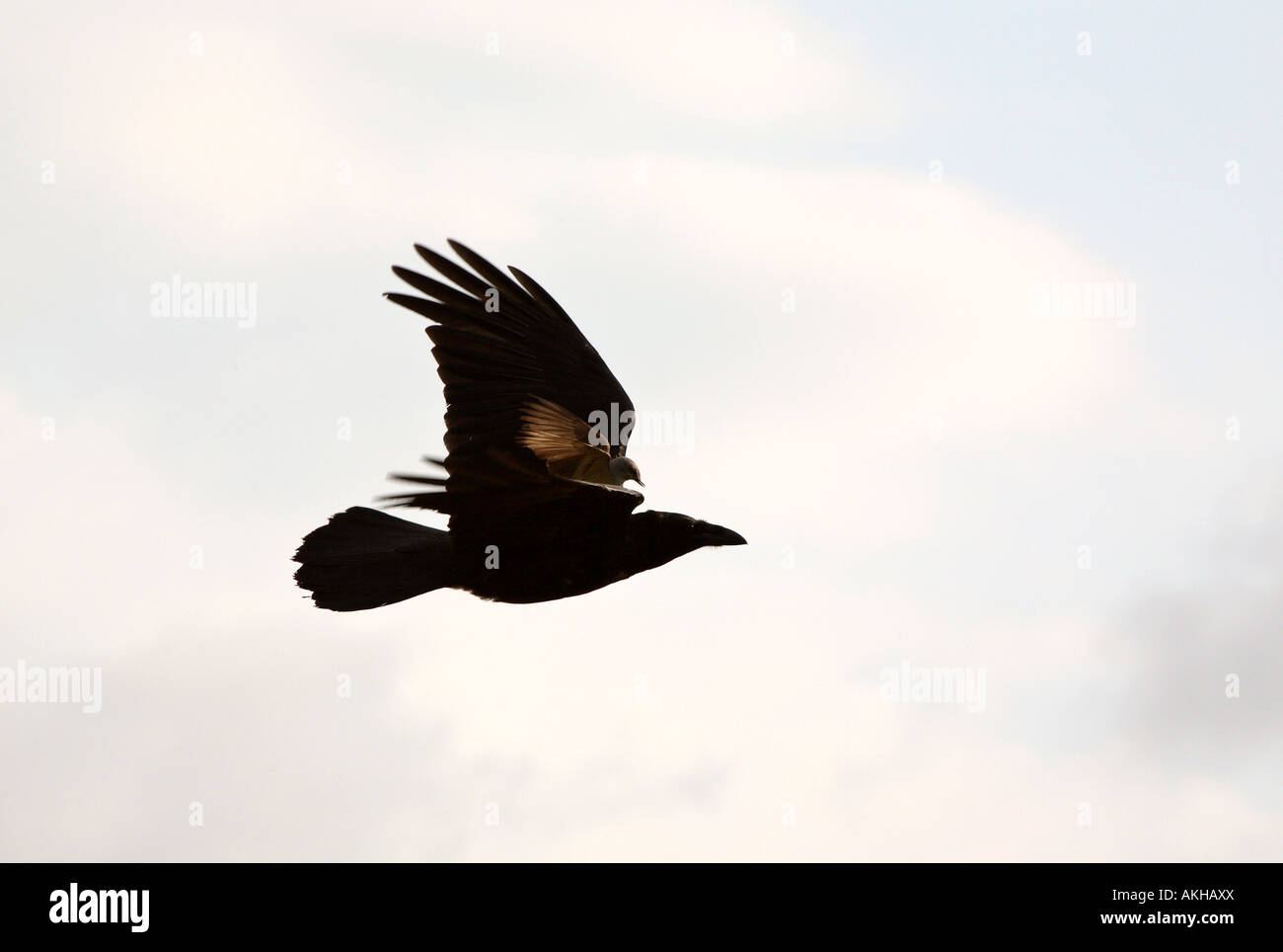 Smaller than crow hi-res stock photography and images - Alamy