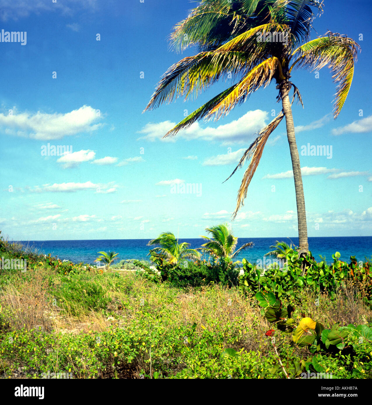 Palm tree blue sea and sky Cayman Brac Cayman Islands Stock Photo - Alamy