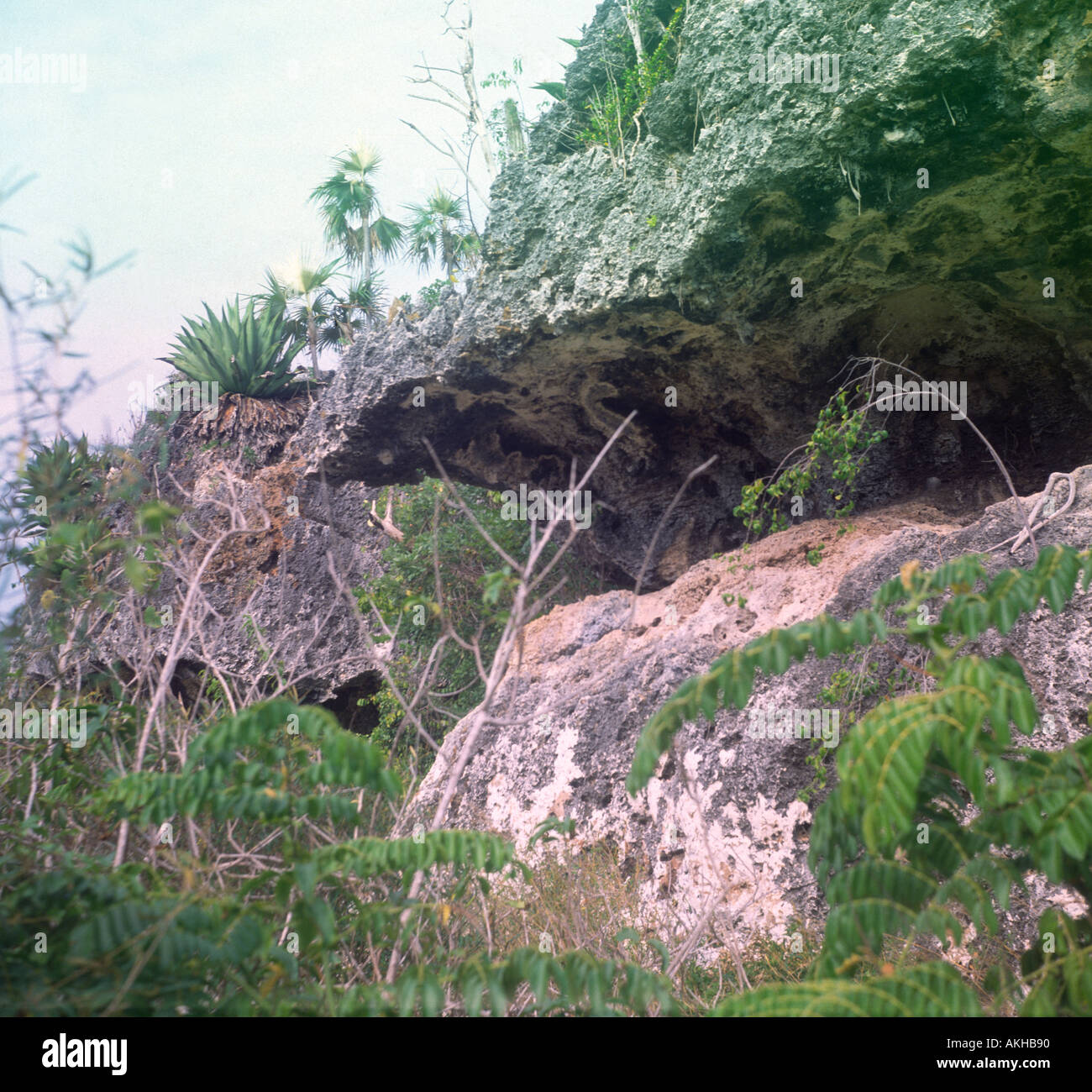 Wave cut notch in limestone cliffs of the Bluff Cayman Brac Cayman ...