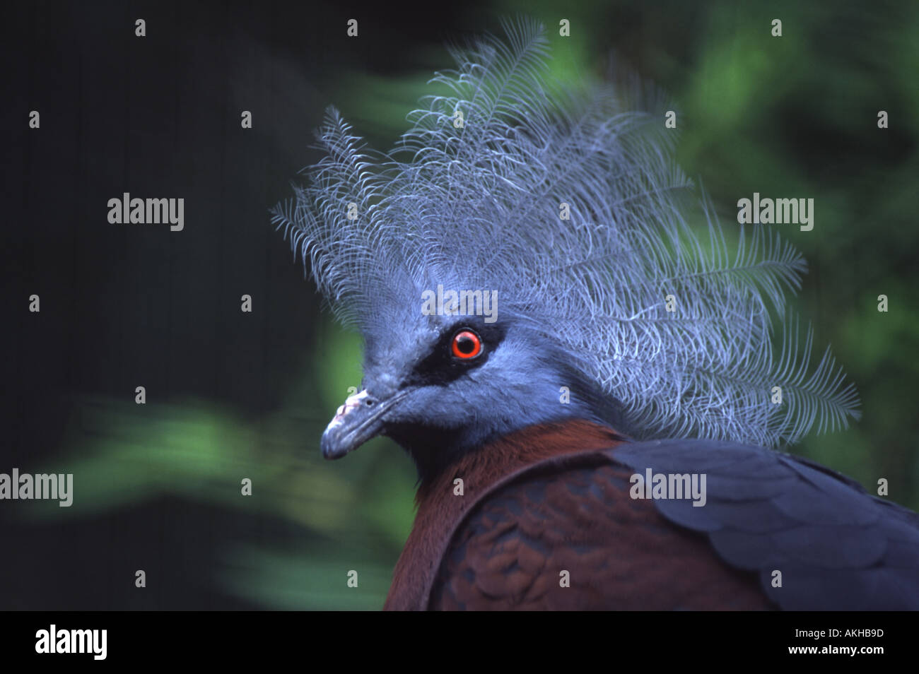 Victoria crowned pigeon bird hi-res stock photography and images - Alamy