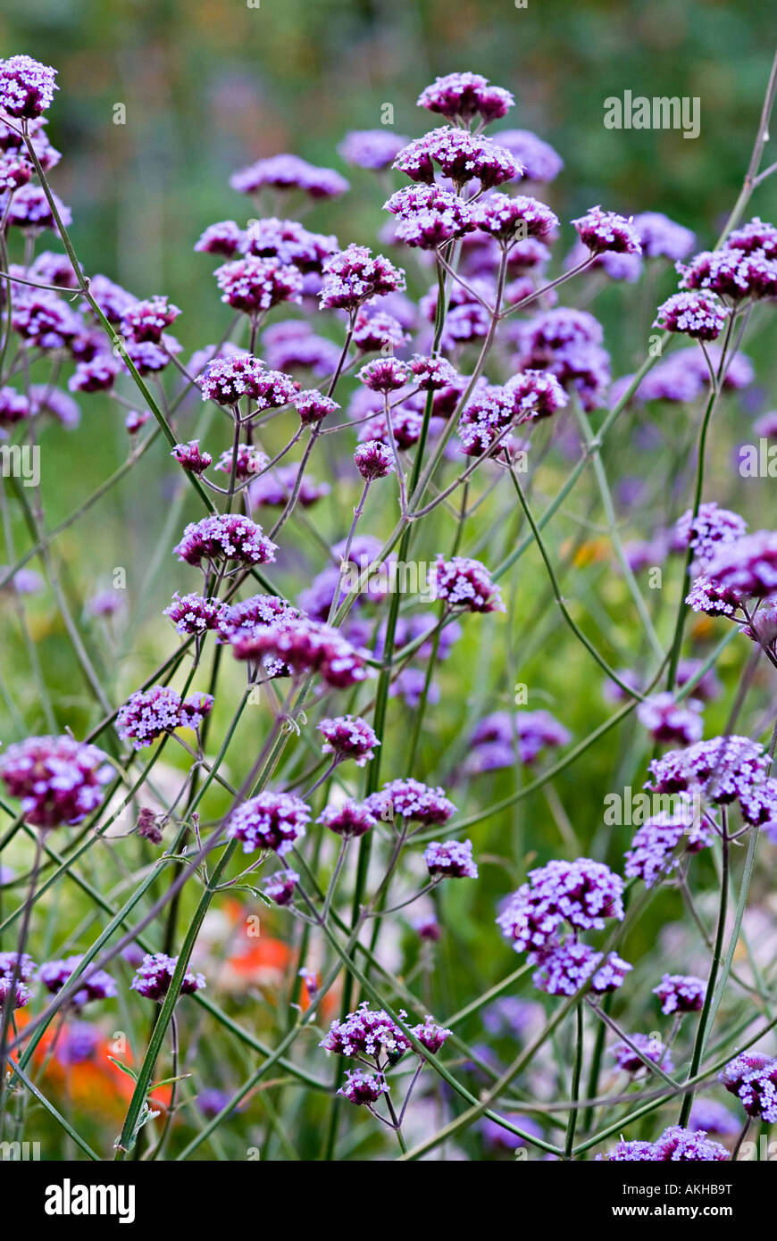Verbena bonariensis l hi-res stock photography and images - Alamy