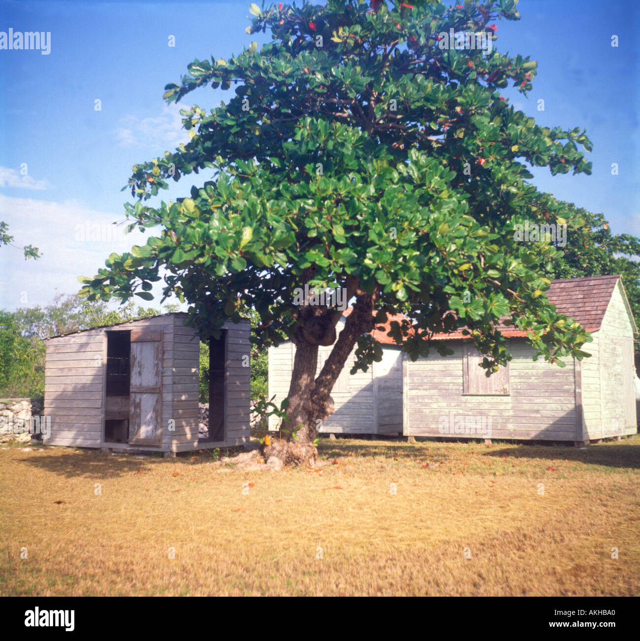 Tree and servant quarters Cayman Brac Cayman Islands Stock Photo - Alamy