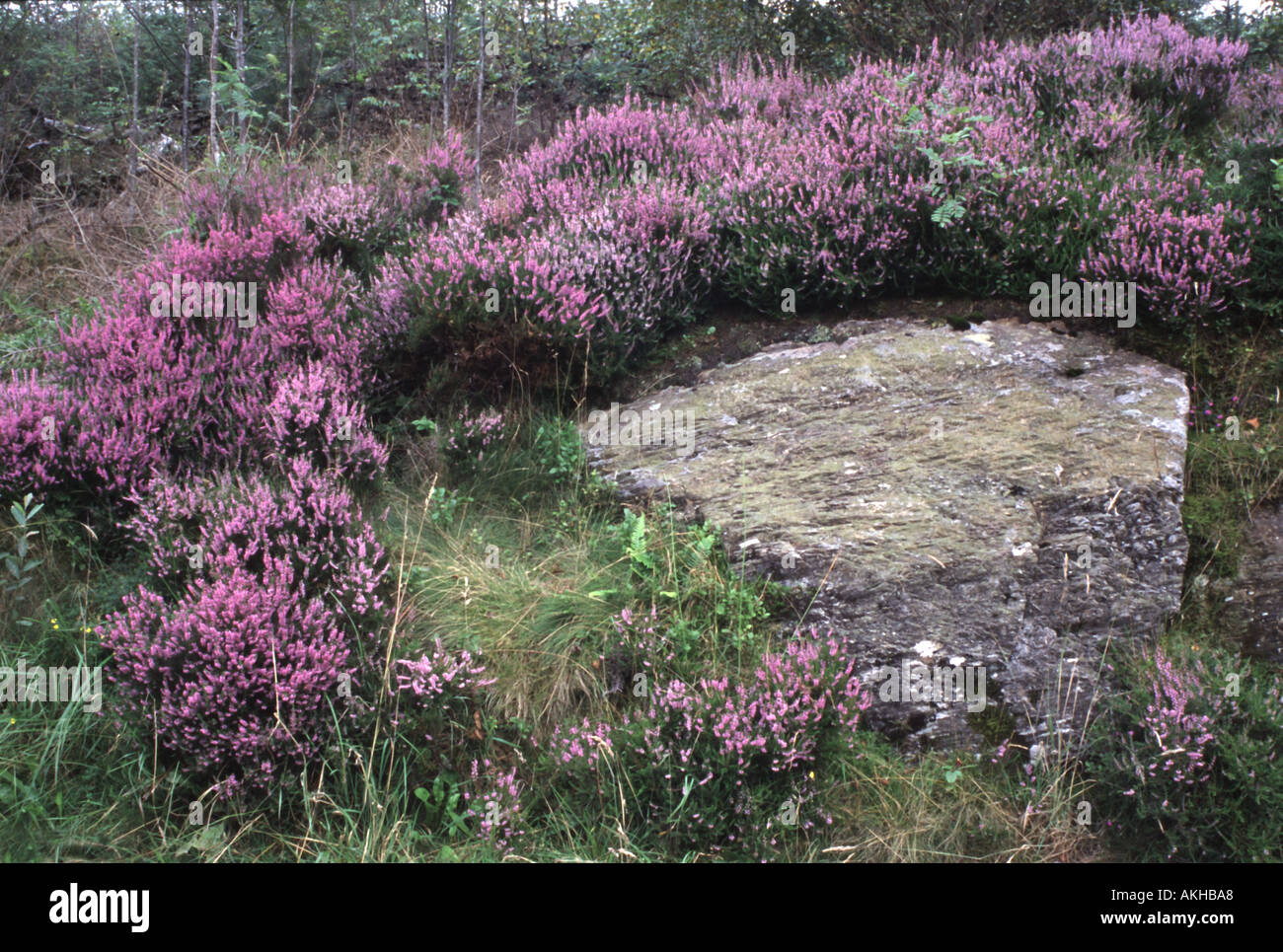 Ling (Calluna vulgaris Stock Photo - Alamy