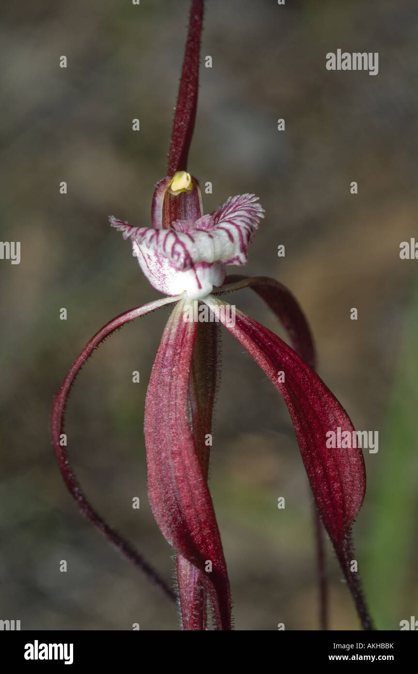 Australian spider orchid flower hi-res stock photography and images - Alamy
