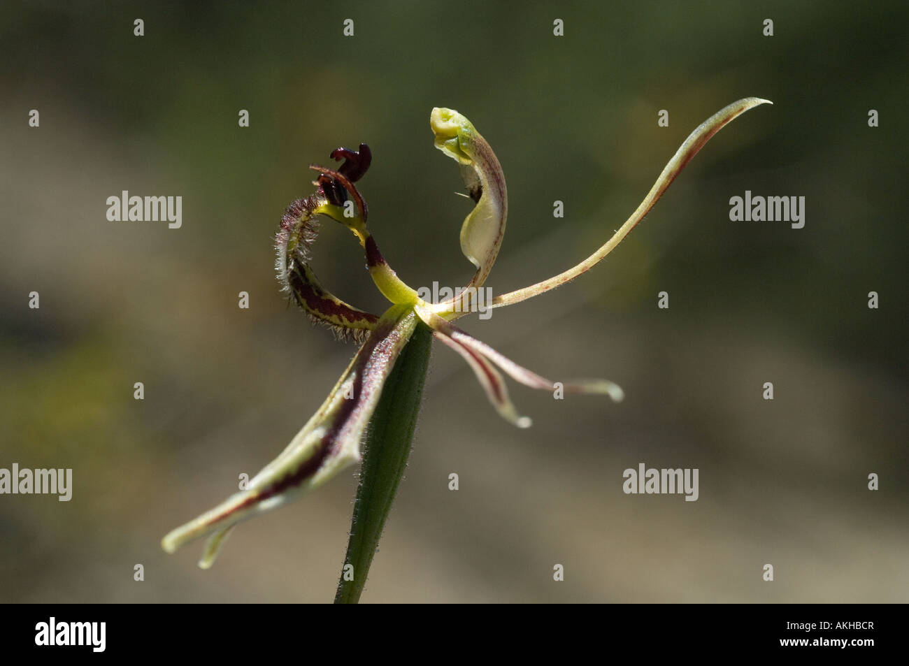 Dragon Orchid (Drakonorchis barbarossa) close-up of flower, Fitzgerald ...