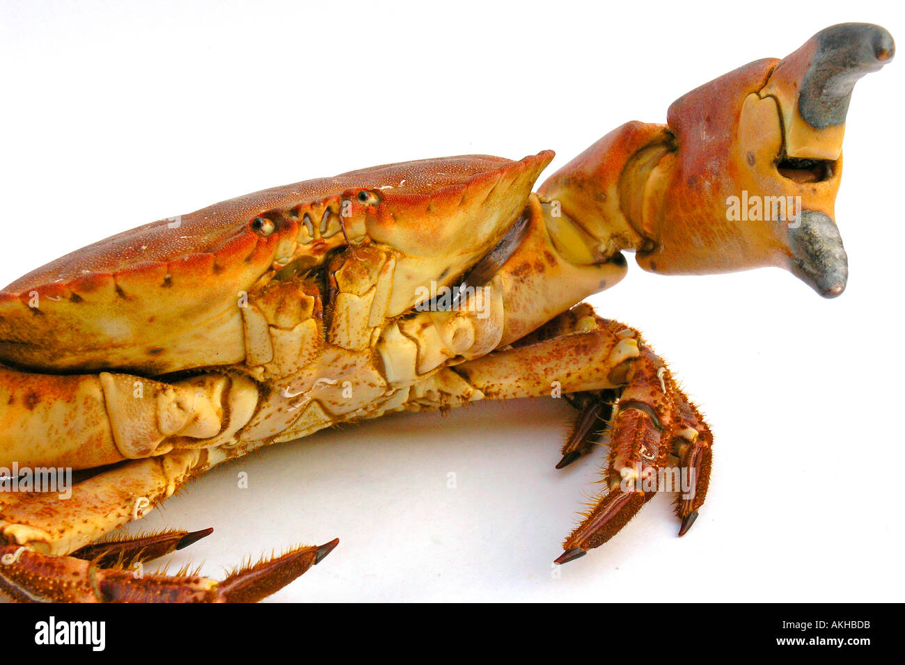 Edible crab Cancer pagurus Stock Photo - Alamy