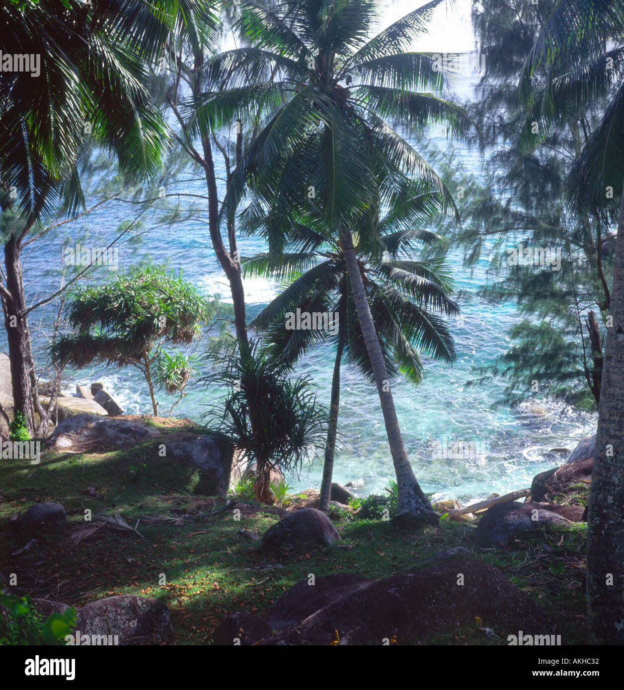 Ocean view through trees hi-res stock photography and images - Alamy