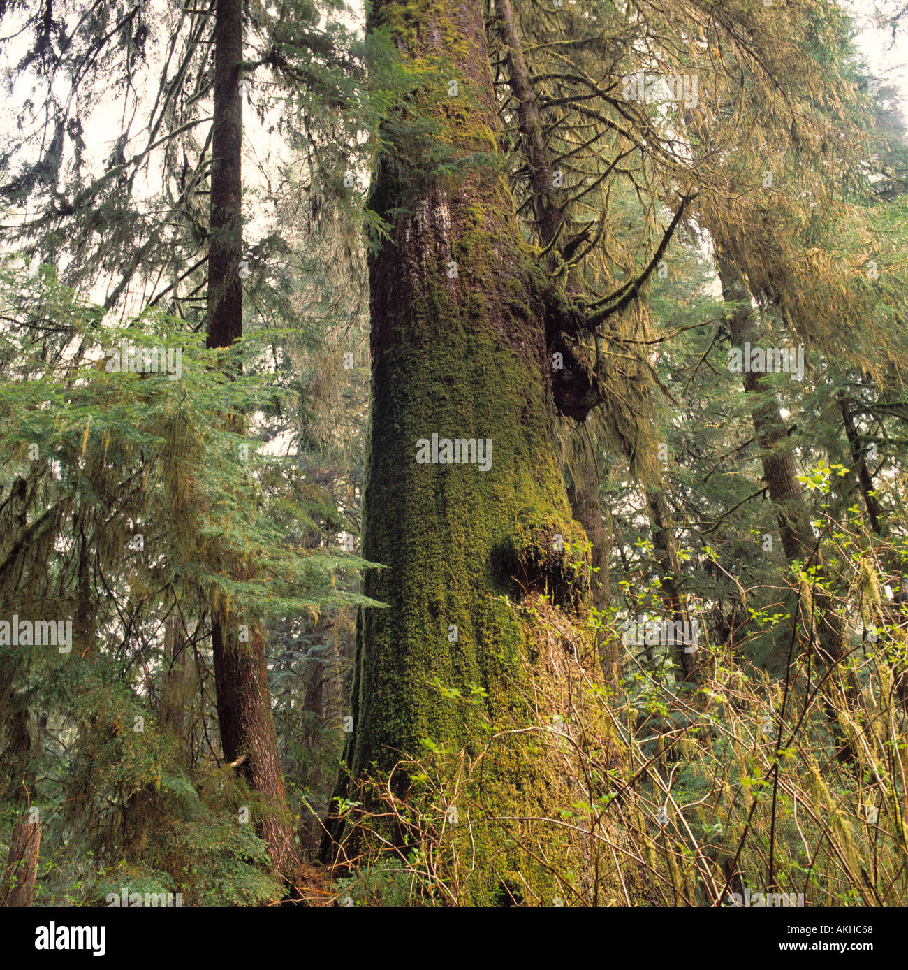 Tall Sitka Spruce Trees (Picea sitchensis) in Carmanah Valley Stock ...