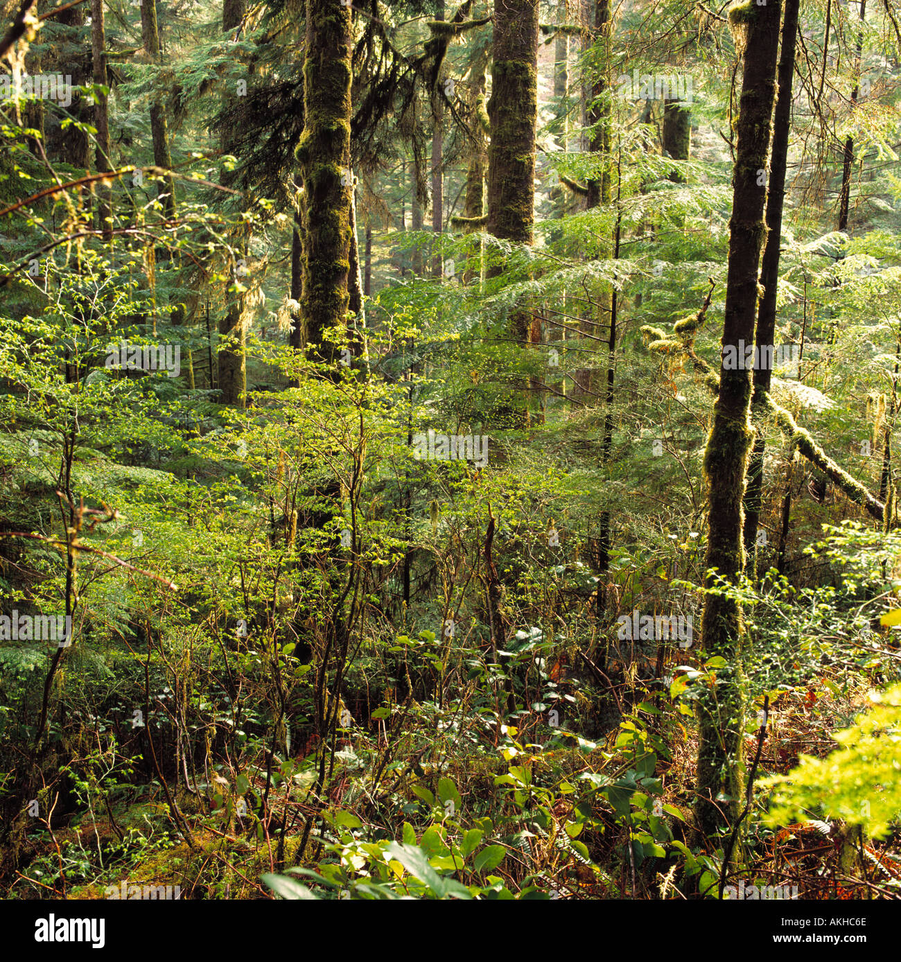 Forest and Undergrowth in a Temperate Rainforest in the Carmanah Valley ...