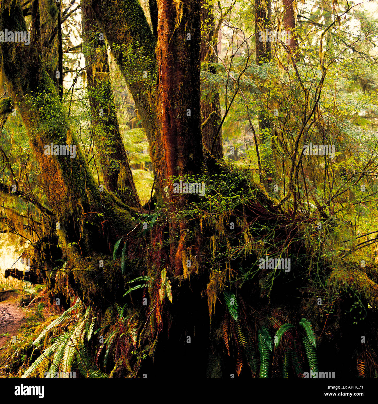Forest and Undergrowth in a Temperate Rainforest in the Carmanah Valley ...