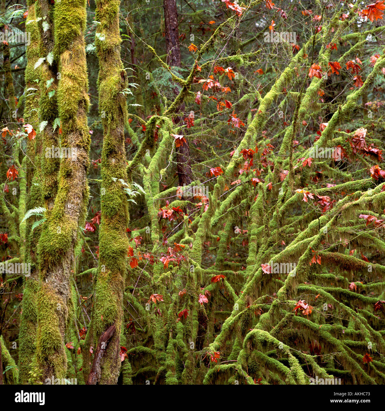 Moss Covered Tree Trunks and Branches in a Temperate Rainforest on the ...